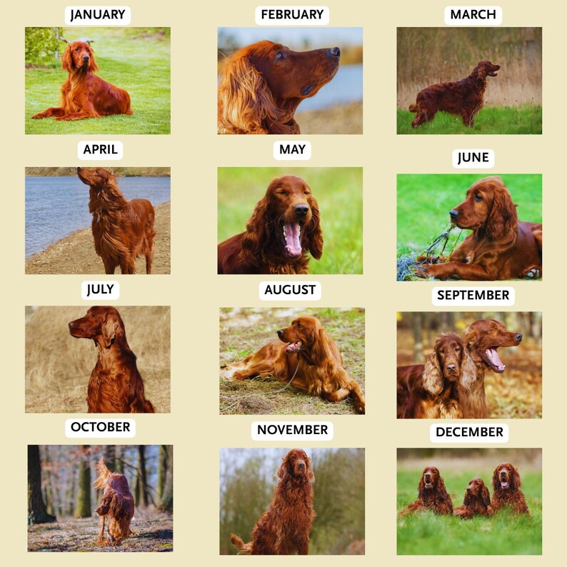 Irish Setter Wall Calendar 2026 - Etsy