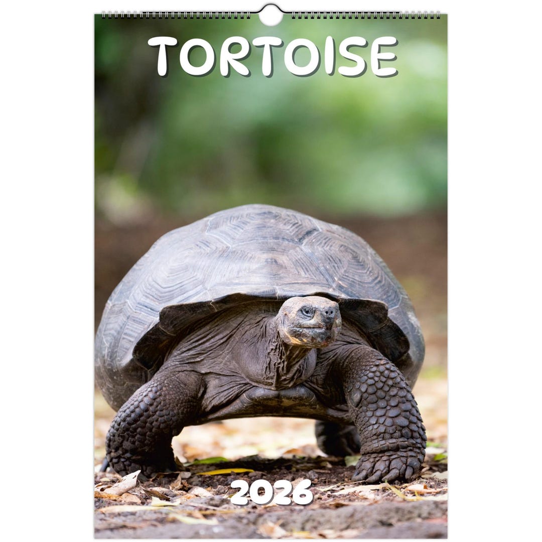 Tortoise Wall Calendar 2026 - Etsy