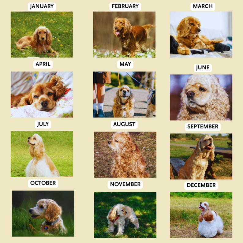 American Cocker Spaniel Wall Calendar 2026 - Etsy