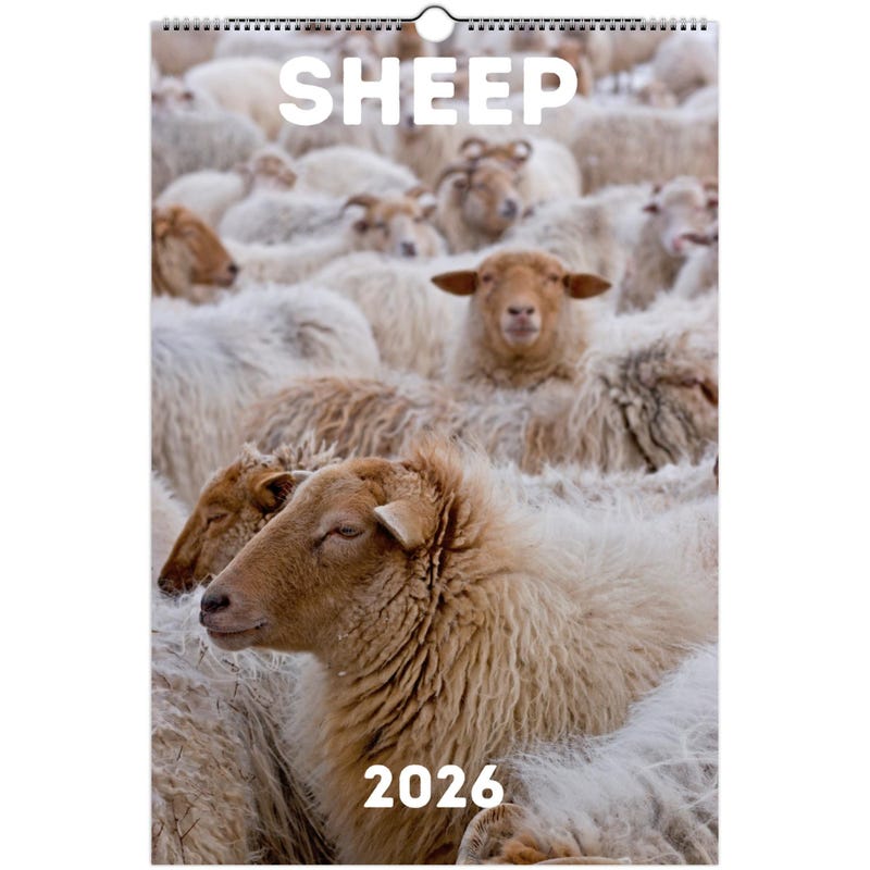 2026 Family Sheep Calendar - Etsy Canada