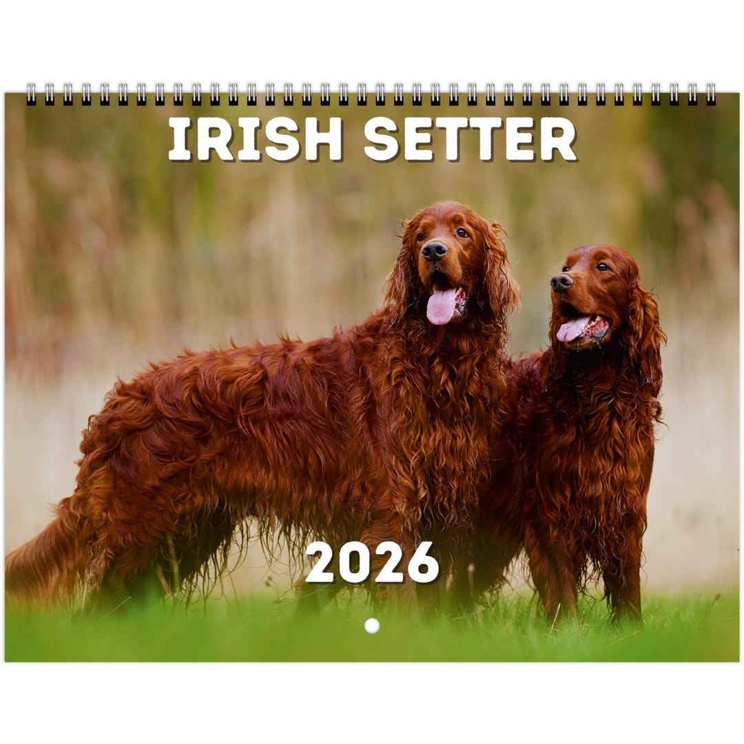 Irish Setter Wall Calendar 2026 - Etsy