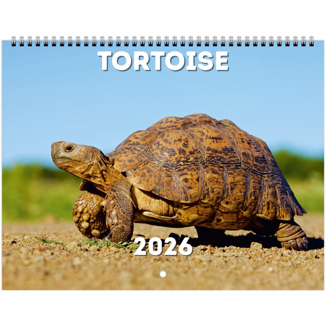 Tortoise Wall Calendar 2026 - Etsy