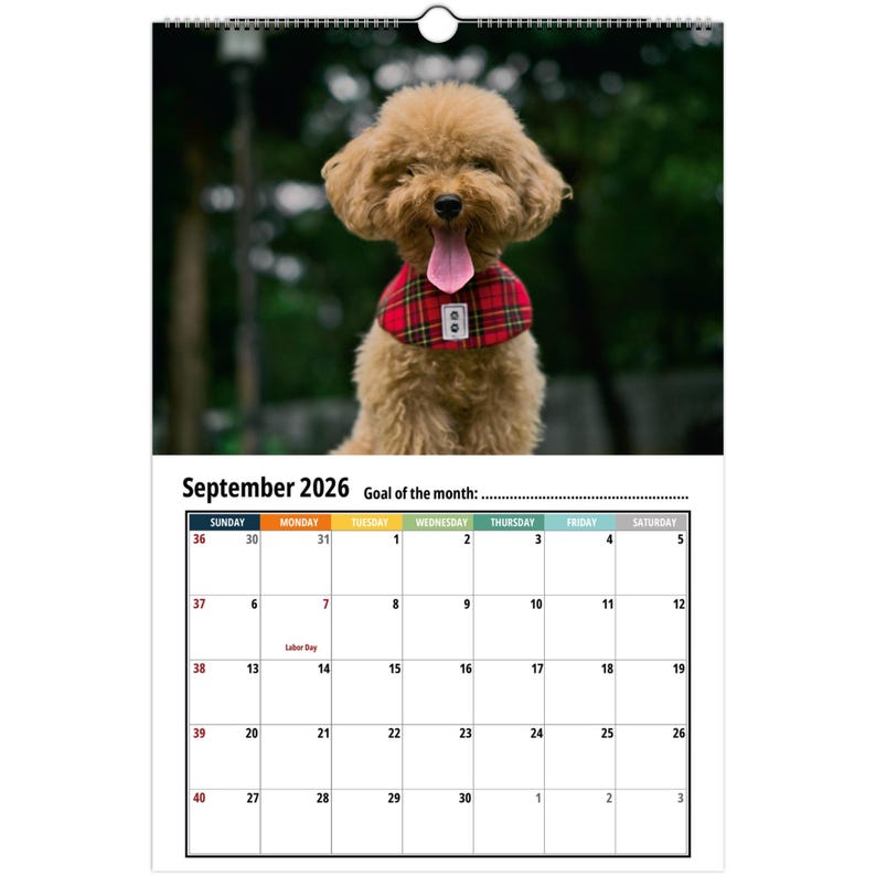 Poodle Wall Calendar 2026 - Etsy