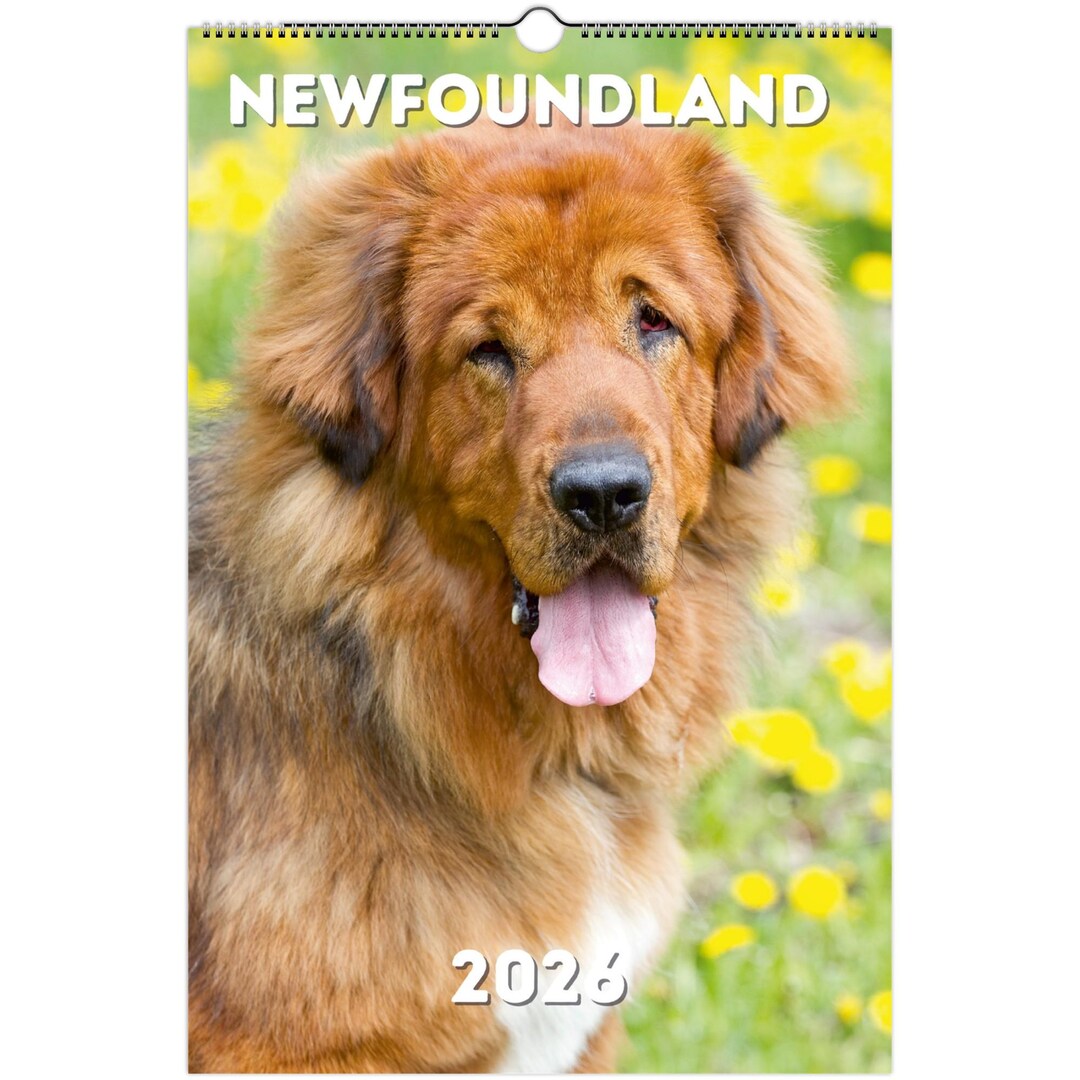 Newfoundland Wall Calendar 2026 - Etsy