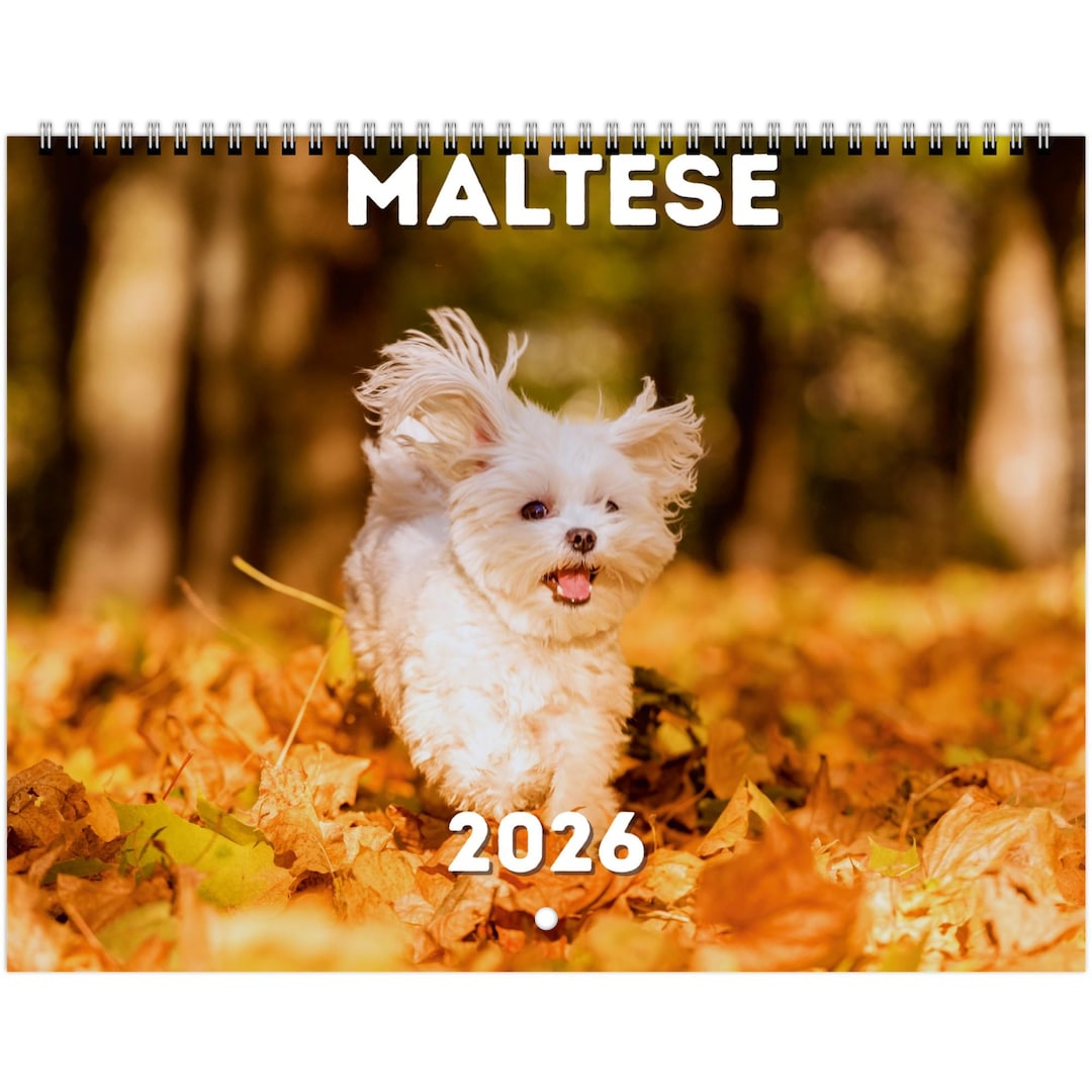 Maltese Wall Calendar 2026 - Etsy