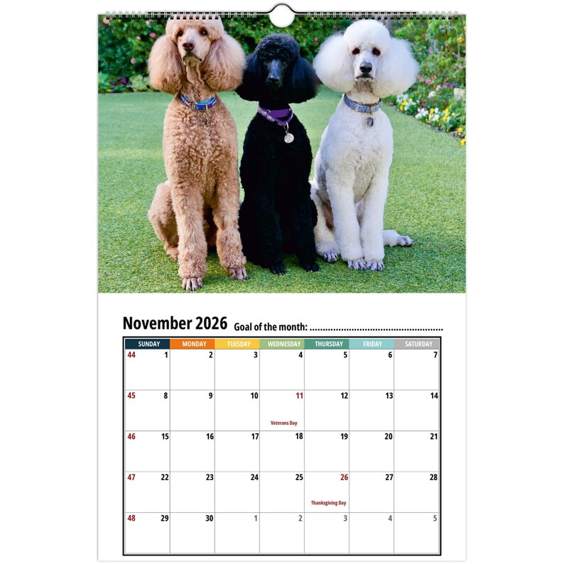 Poodle Wall Calendar 2026 - Etsy