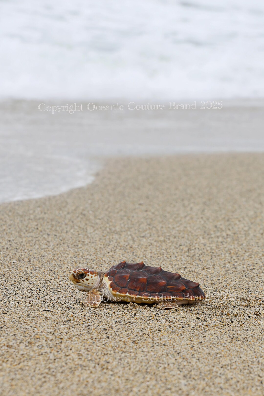 Sea Turtle on Columbian Shores - Fine Art Photography Print - 11x14 ...