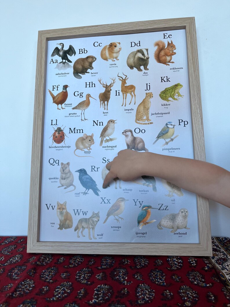 Animal Themed Bilingual Alphabet Poster for Kids Dutch/english ...