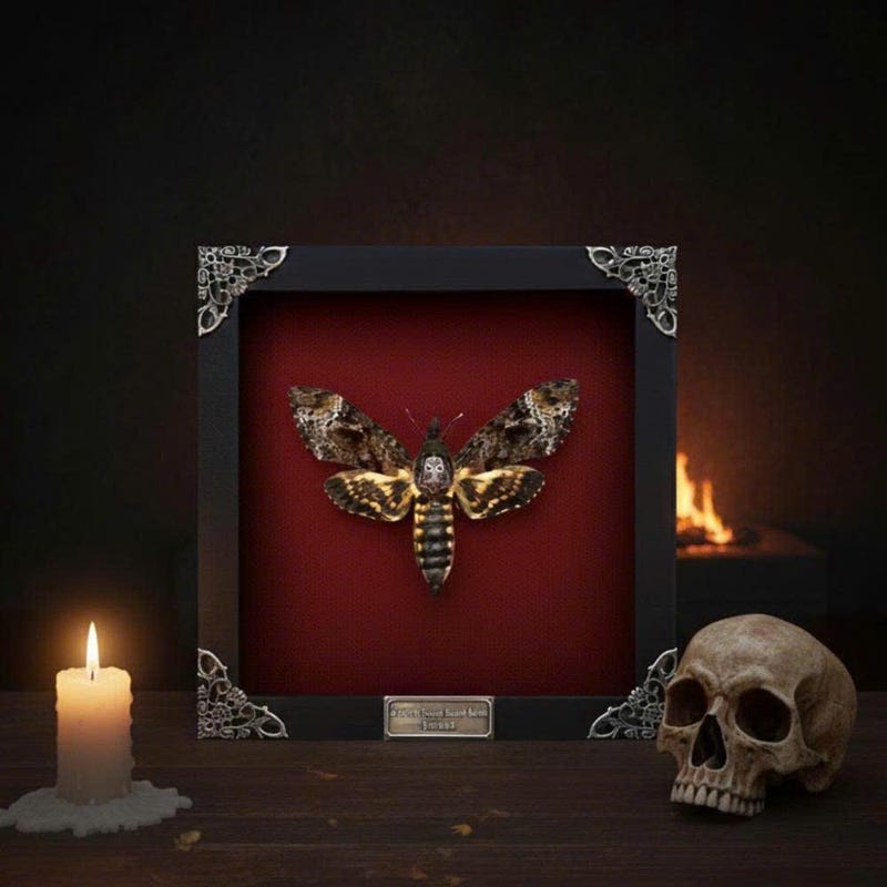 Moth Taxidermey Art - Etsy