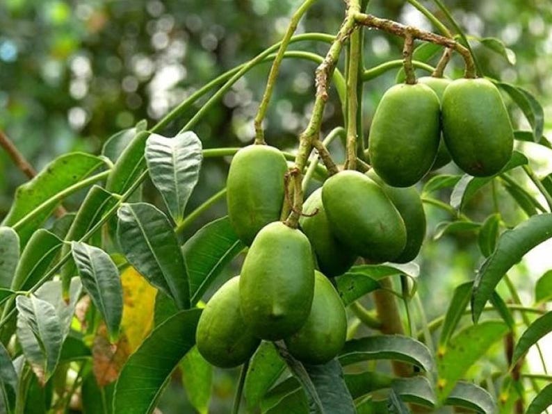 June Plum Dwarf-ambarella Fruits-1 Plant-fresh Dwarf June Plums 5gal ...