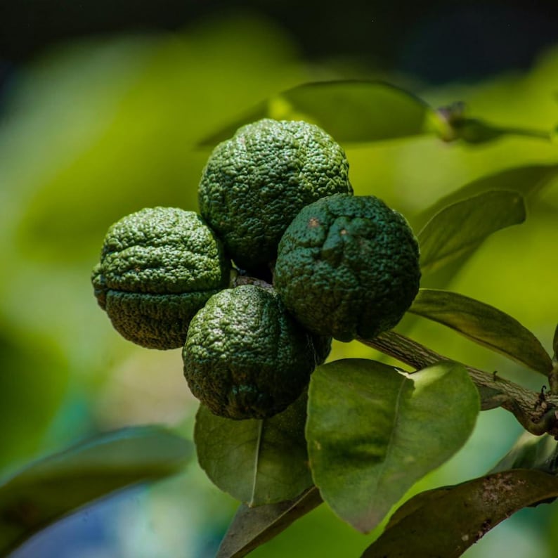 Live Lime Tree Plant, Citrus Fruit Tree, 3 Feet Tall in 5-gallon Pot ...