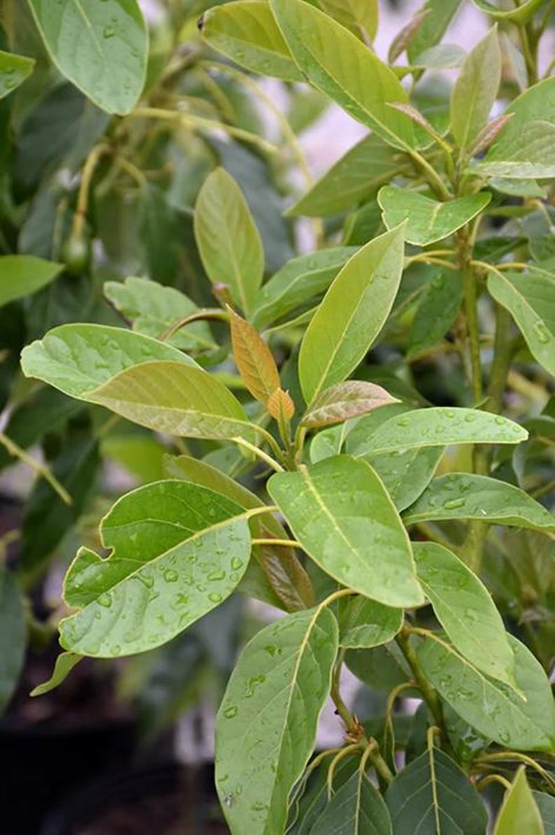 Sir Prize Avocado Tree- Avocado Sir Prize 3gal - Grafted Tree - Bigger ...