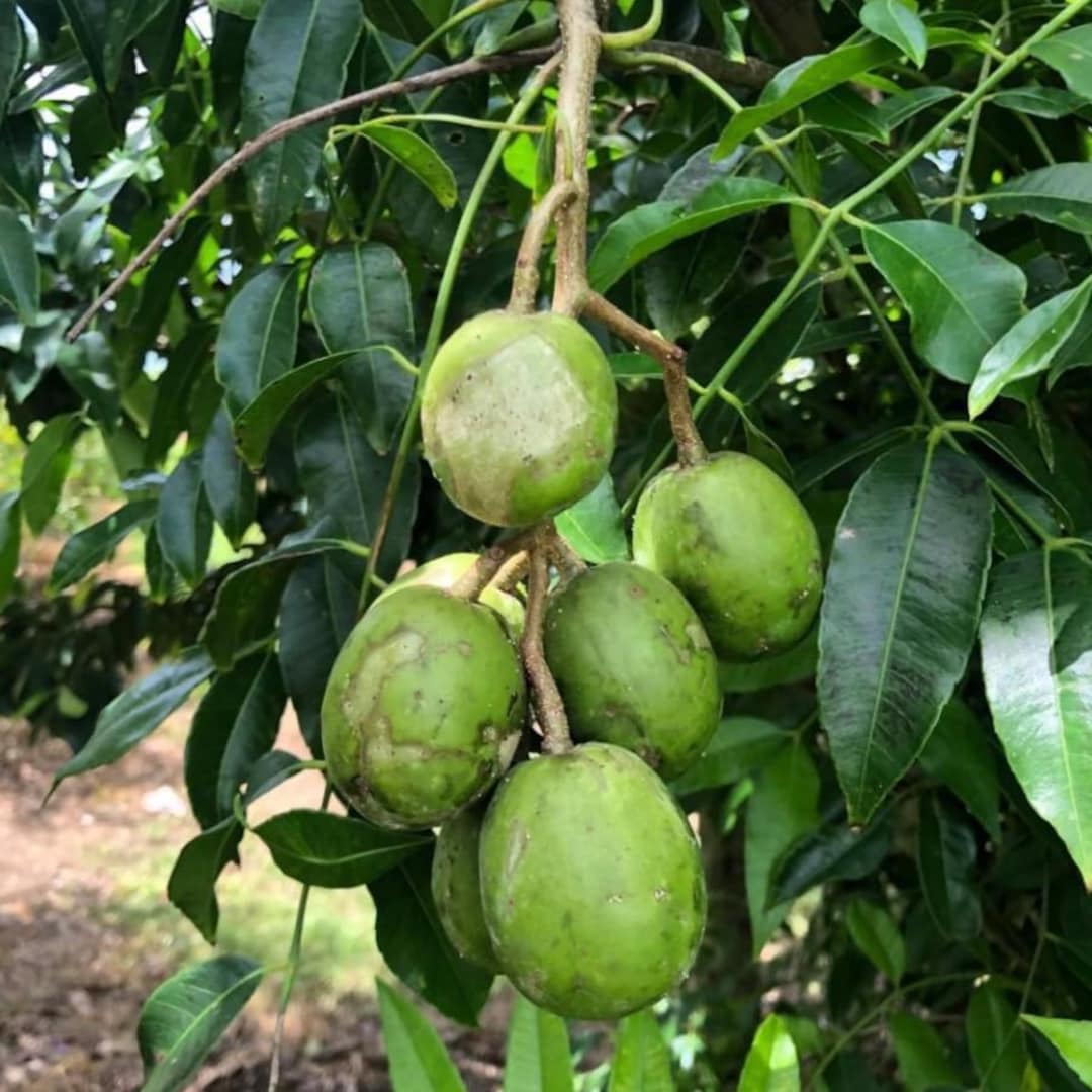 June Plum Dwarf-ambarella Fruits-1 Plant-fresh Dwarf June Plums 5gal ...