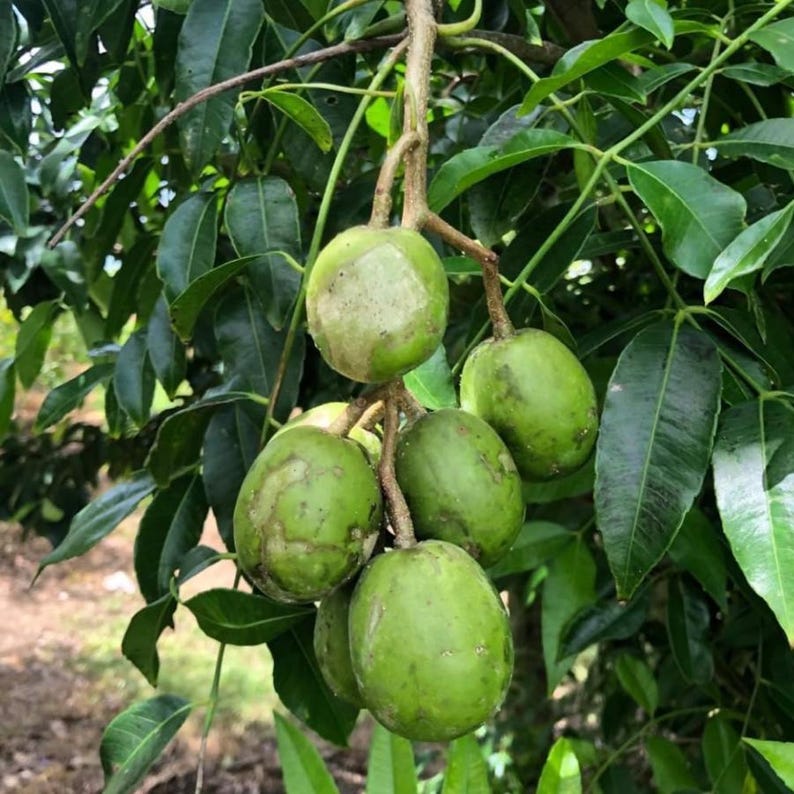 June Plum Dwarf-ambarella Fruits-1 Plant-fresh Dwarf June Plums 5gal ...
