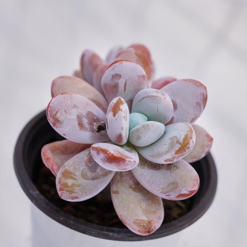 Pachyphytum Cuicatecanum, Rare Succulent, Live Plants - Etsy