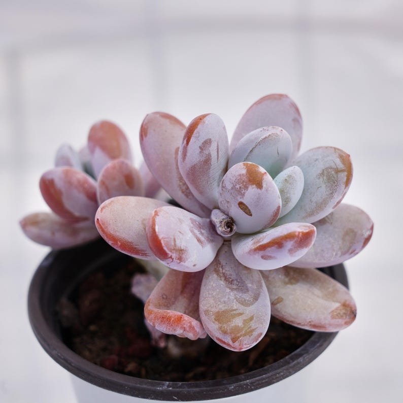 Pachyphytum Cuicatecanum, Rare Succulent, Live Plants - Etsy