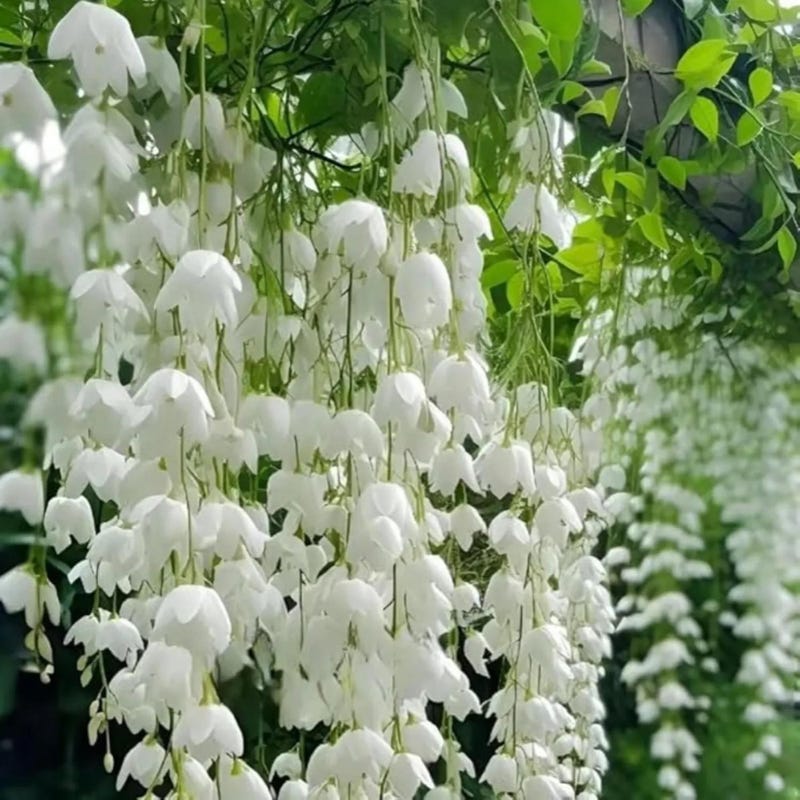 The Climbing Jasmine - Etsy