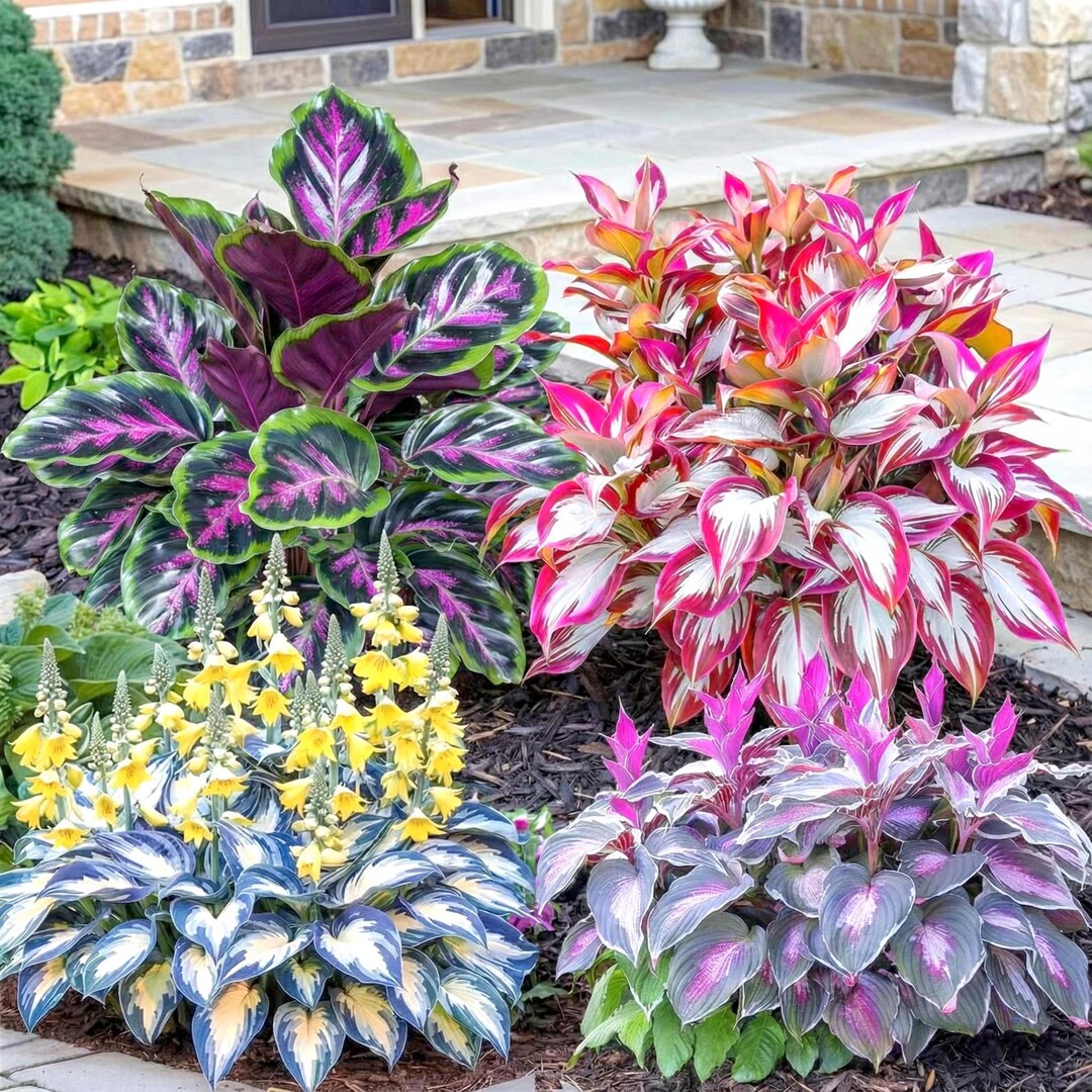 Hosta Type Coleus Rainbow Seeds Mixed Perennial Outdoor Garden ...