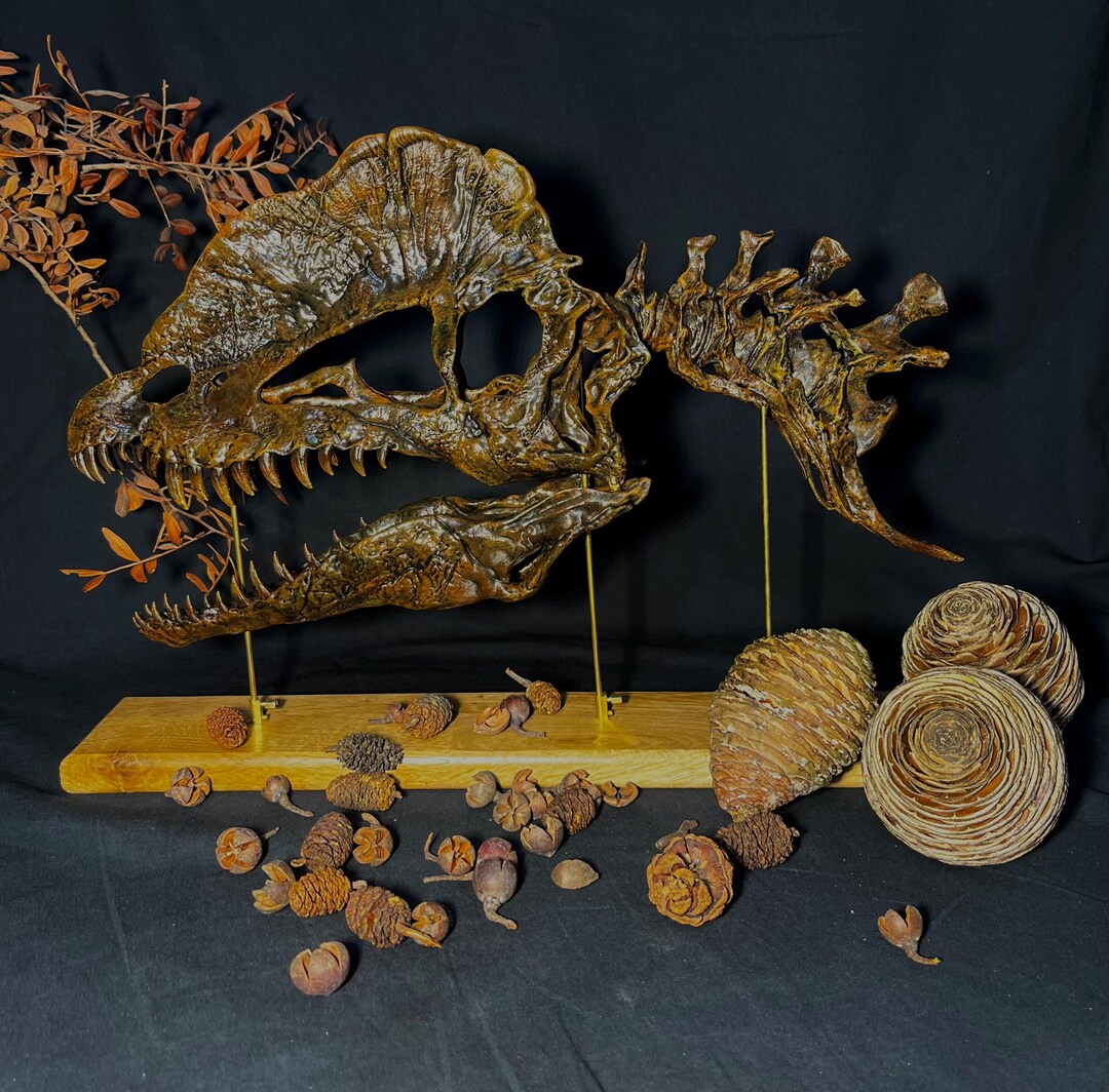 Dilophosaurus Dinosaur Skull Replica – Hand-painted Fossil Sculpture ...
