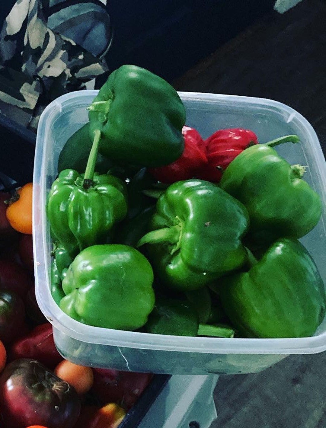 Criolla De Cocina Sweet Pepper Seeds *open Pollinated* 20 Seed Pack ...