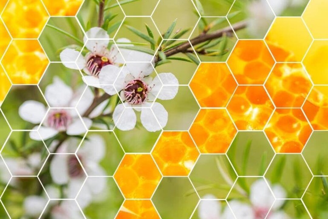 Manuka Honey Extract Liquid Mel Extract Active Botanical - Etsy