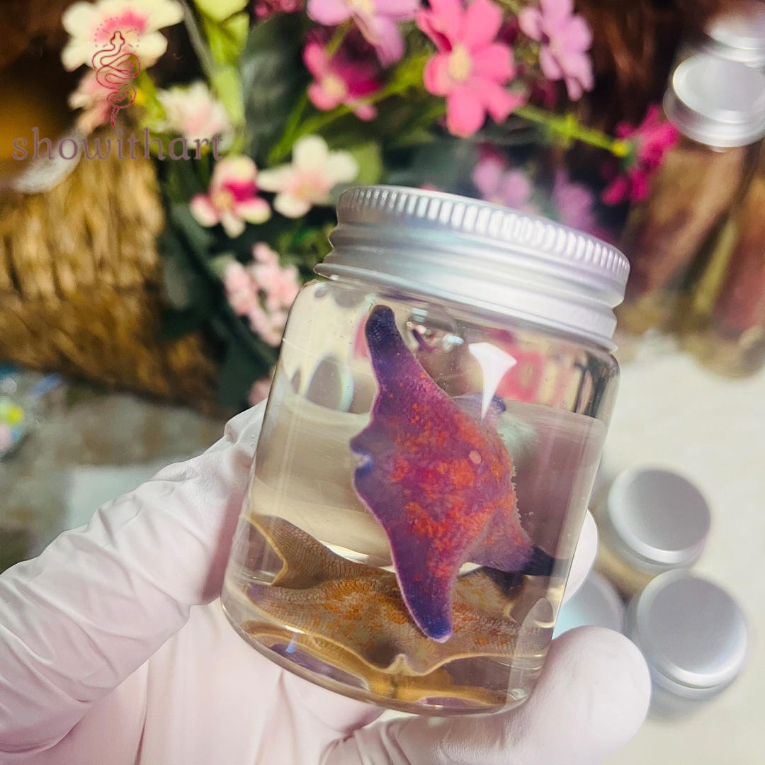 Starfish & Sea Biscuit Specimen, Preserved Marine Life Display, Ocean ...