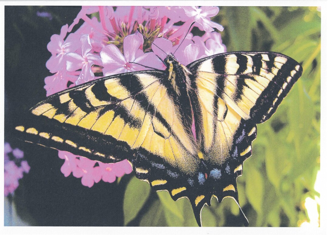 Beautifly Archrival Ink Blank Note Card Unframed. - Etsy