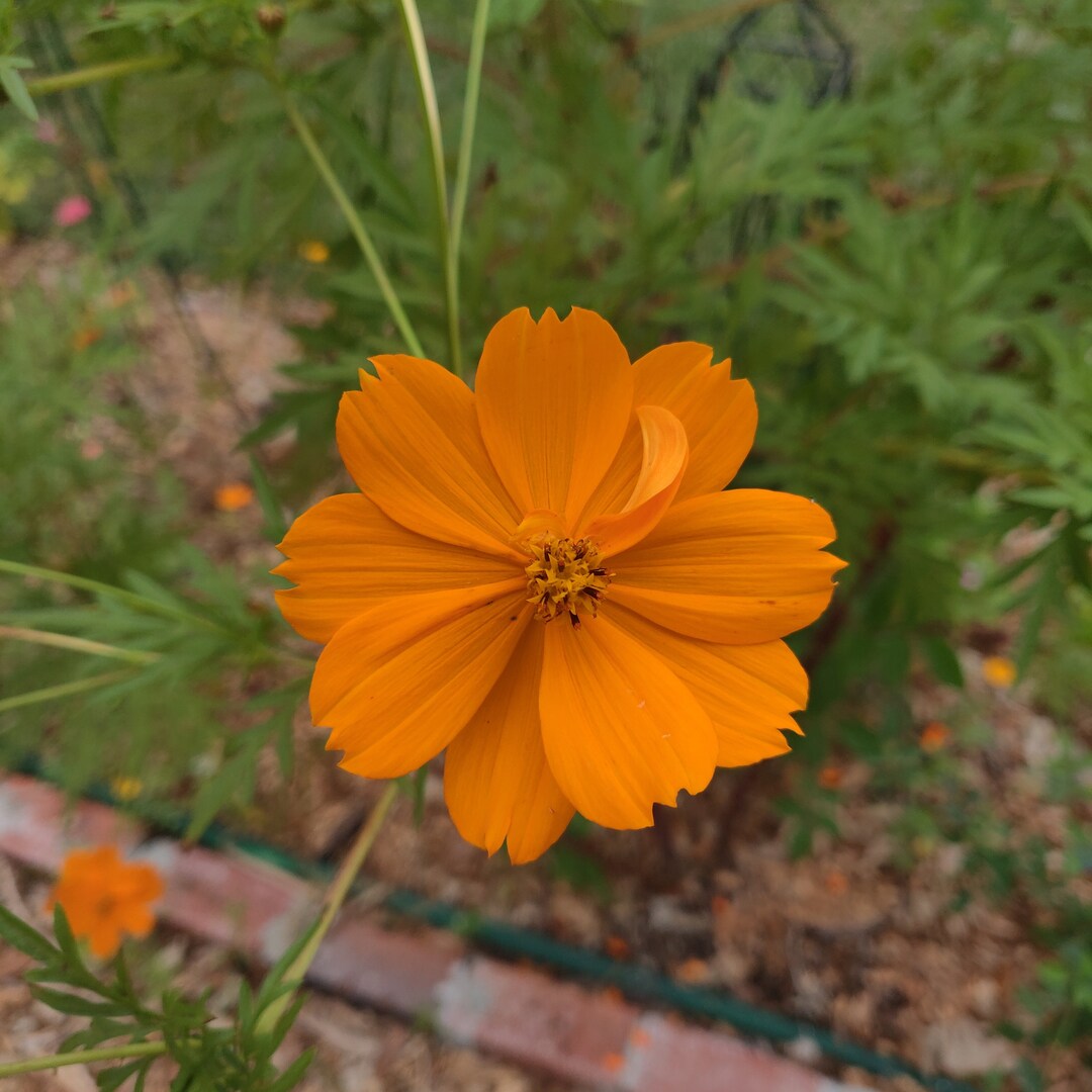 Cosmos Flower Seeds Orange / 200+ / Beautiful / FREE SHIPPING From Edie ...