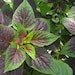 Red Nigerian Spinach Seeds (lagos Spinach/shoko) - Organic - Non Gmos ...