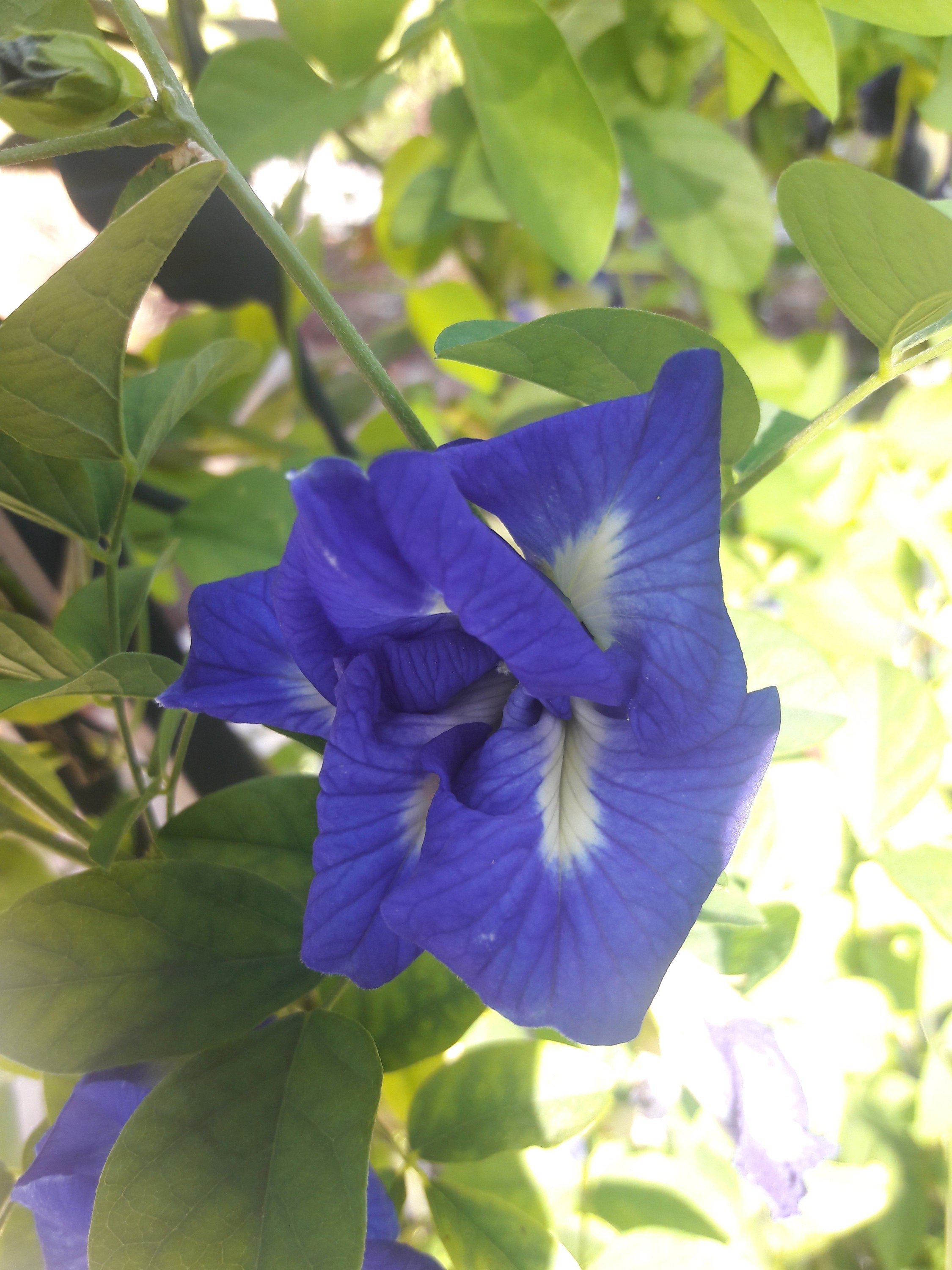 Blue Butterfly Pea, Ternatea Clitoria Flower Seeds X 25, Free Shipping ...