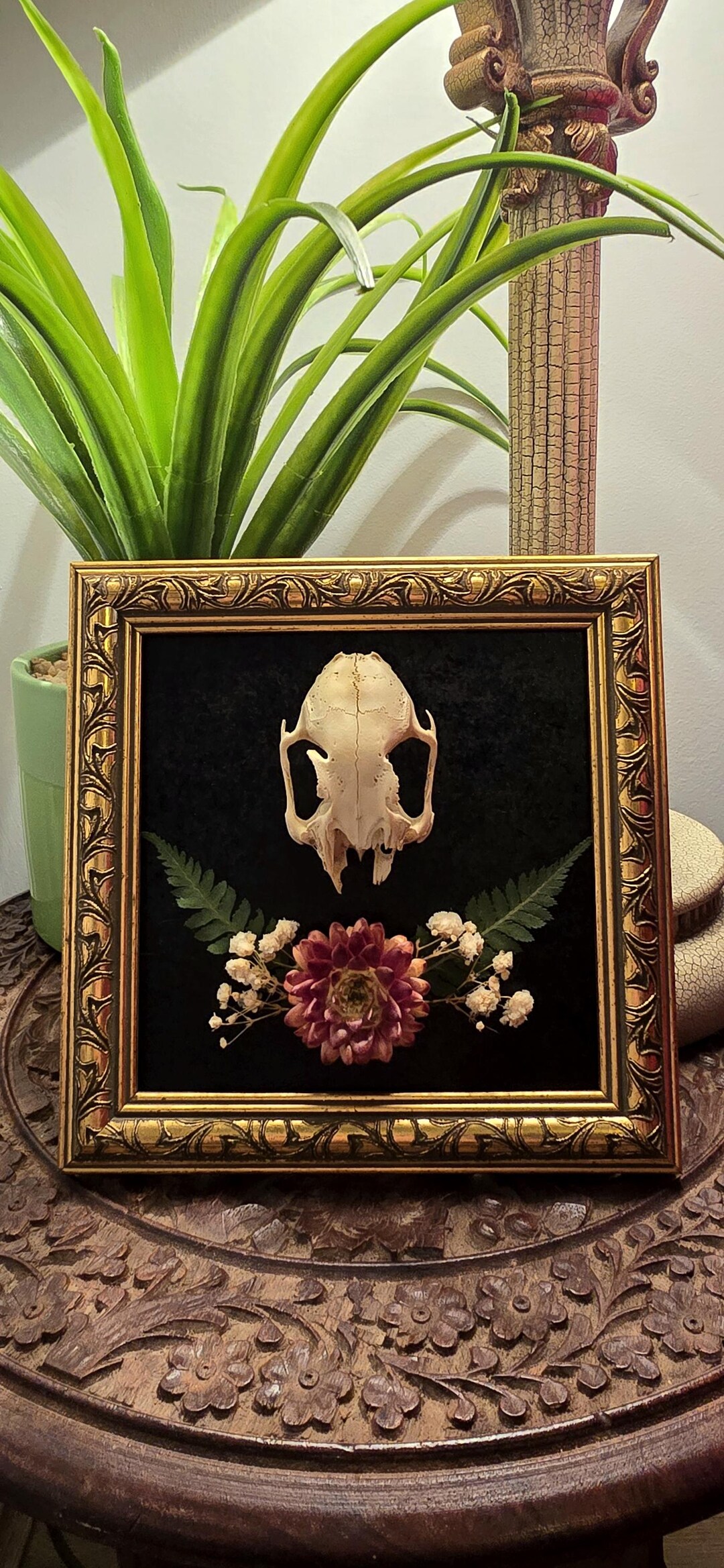Handmade Taxidermy Bone Rabbit Skull Frame Curiosity Oddity Real Dried ...