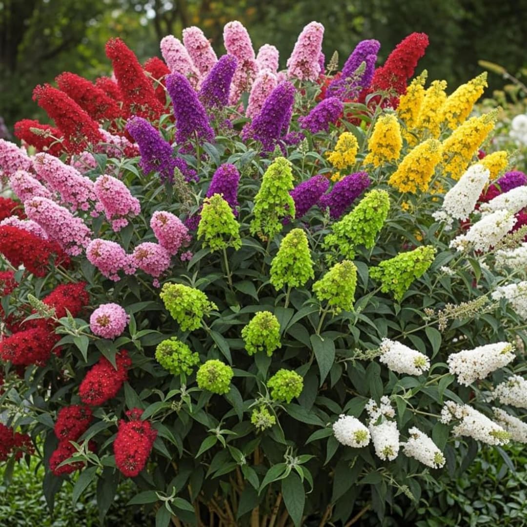 Live Butterfly Bush Shrub – Well-rooted Buddleia Plant, 5-10” Tall - Etsy