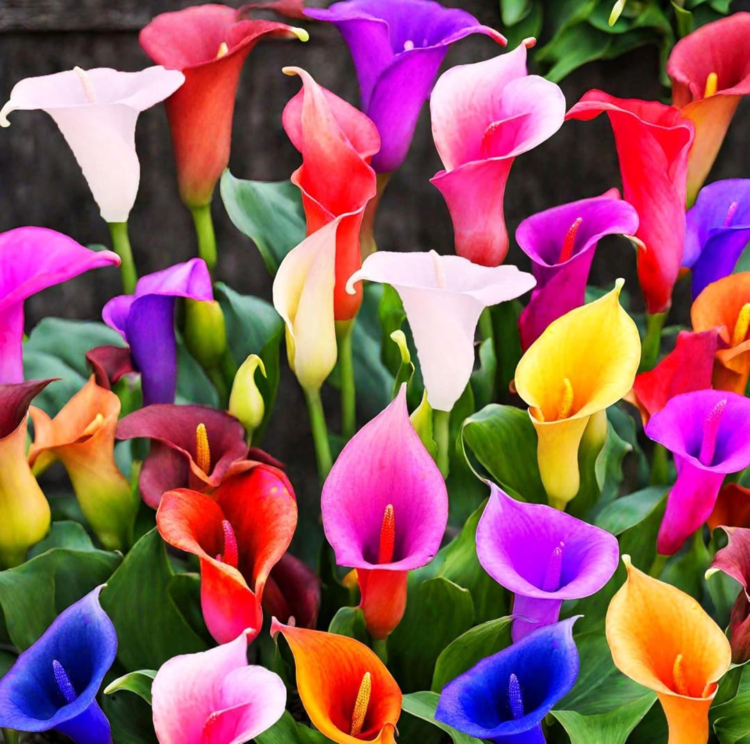Calla Lily Seeds 100 Pcs, Mixed Color Perennial Flowers - Etsy
