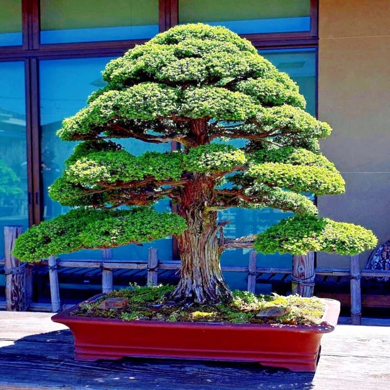 Japanese Red Cedar Tree Seeds – Cryptomeria Japonica Sugi, Evergreen ...