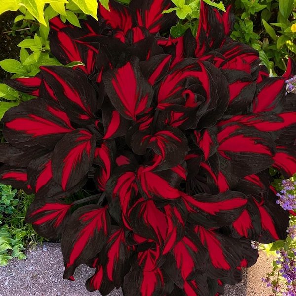 Black and Red Hosta Plants - Etsy