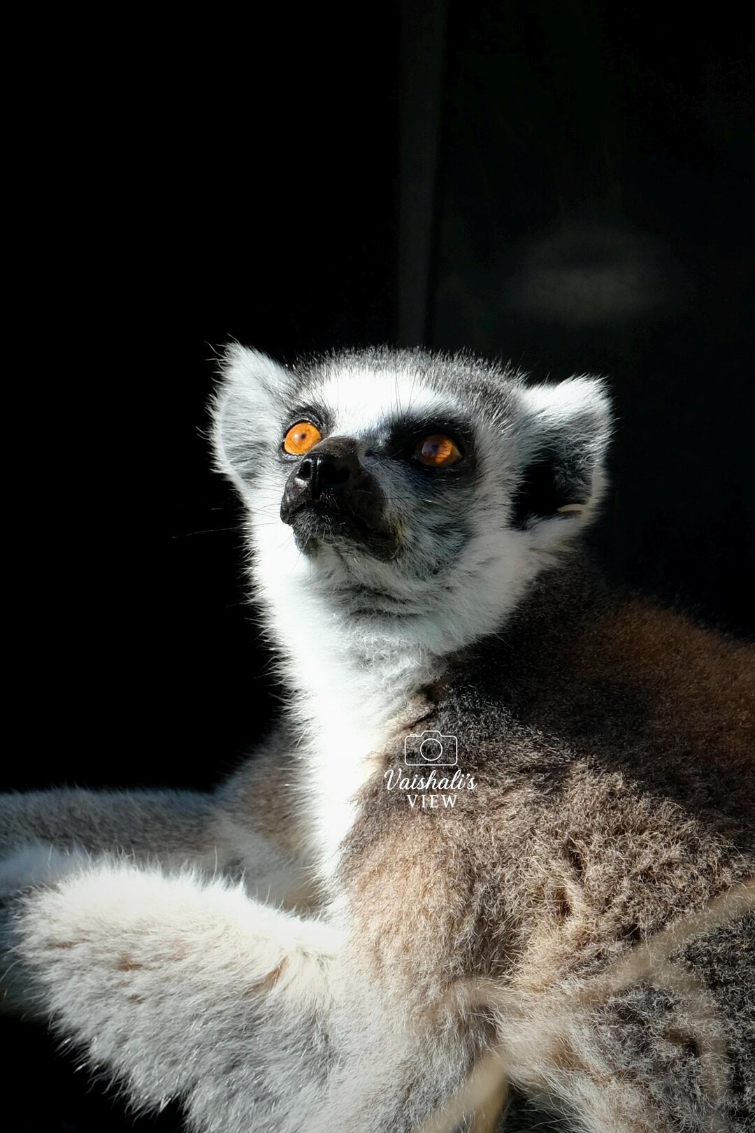 Ringtail Lemur Portrait – Wildlife Photography Print, Wall Art, Nature ...