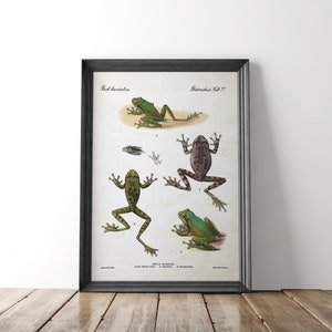Vintage Frog Illustration Art Print, Kids Animal Prints, Frog and Toad ...