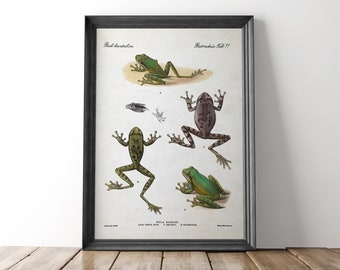 Frog and Toad Art Print - Etsy