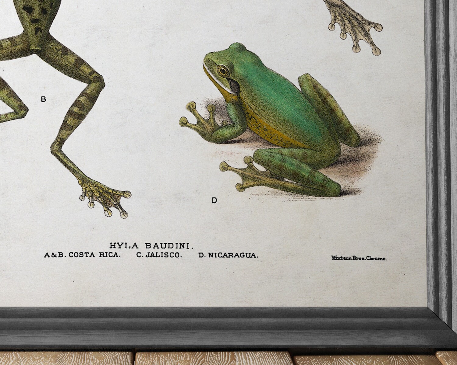 Vintage Frog Illustration Art Print Kids Animal Prints Frog | Etsy