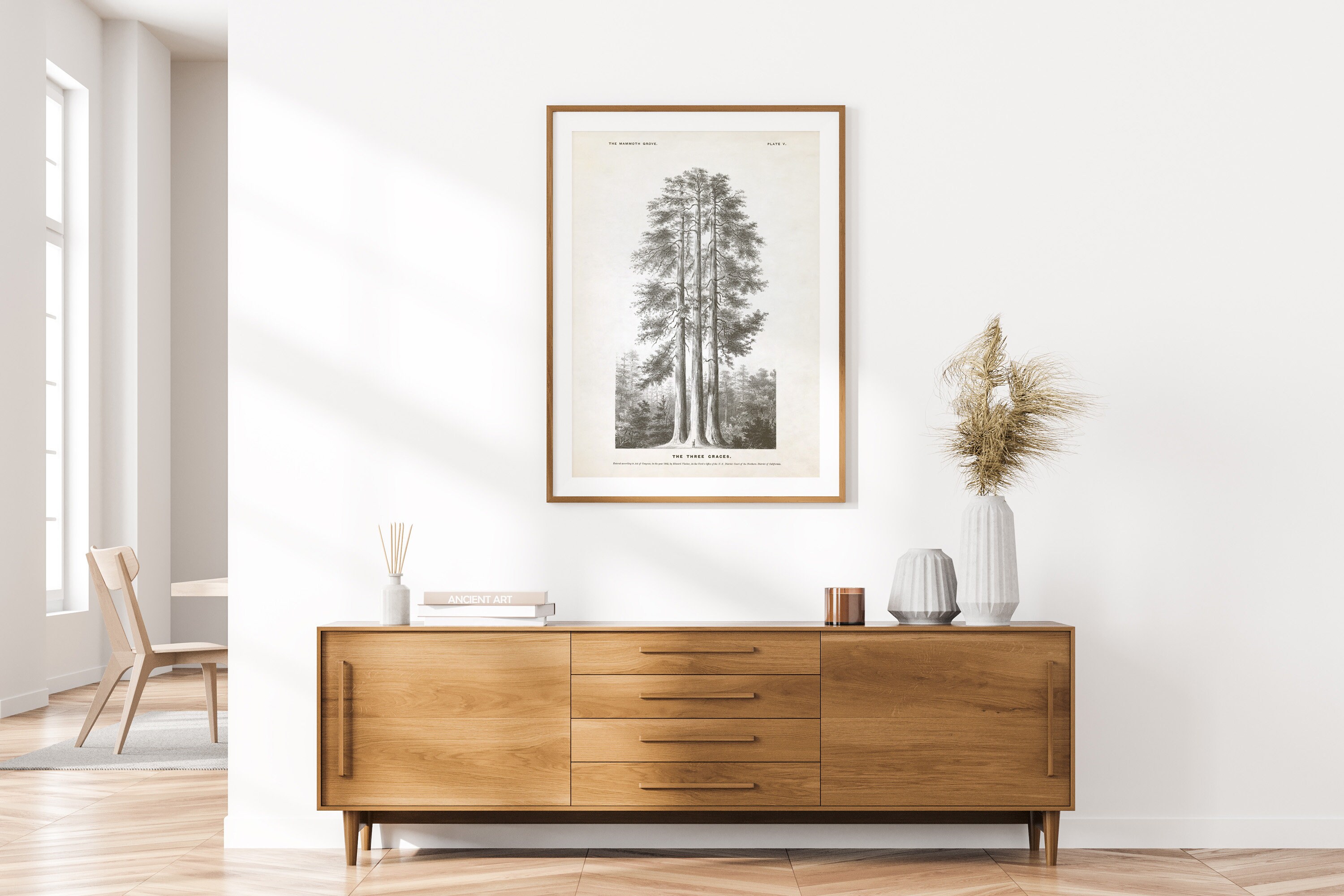 Sequoia Tree Illustration - the Three Graces at Mariposa Grove in ...