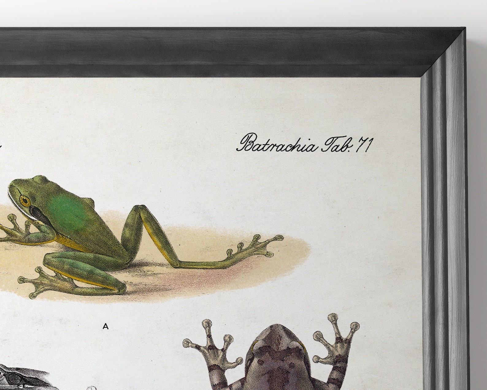 Vintage Frog Illustration Art Print Kids Animal Prints Frog | Etsy