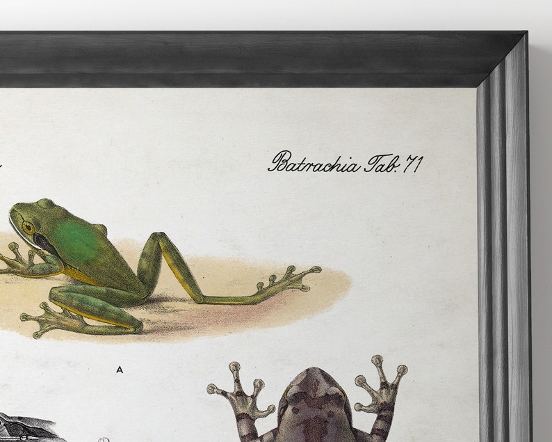 Vintage Frog Illustration Art Print Kids Animal Prints Frog | Etsy