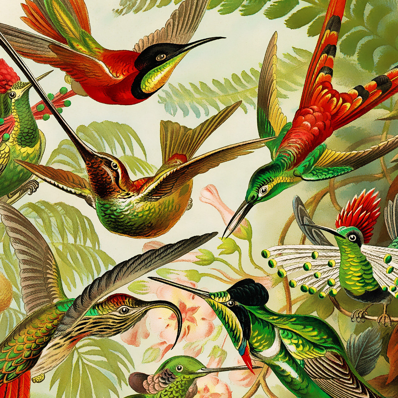 Vintage Hummingbird Print - Etsy