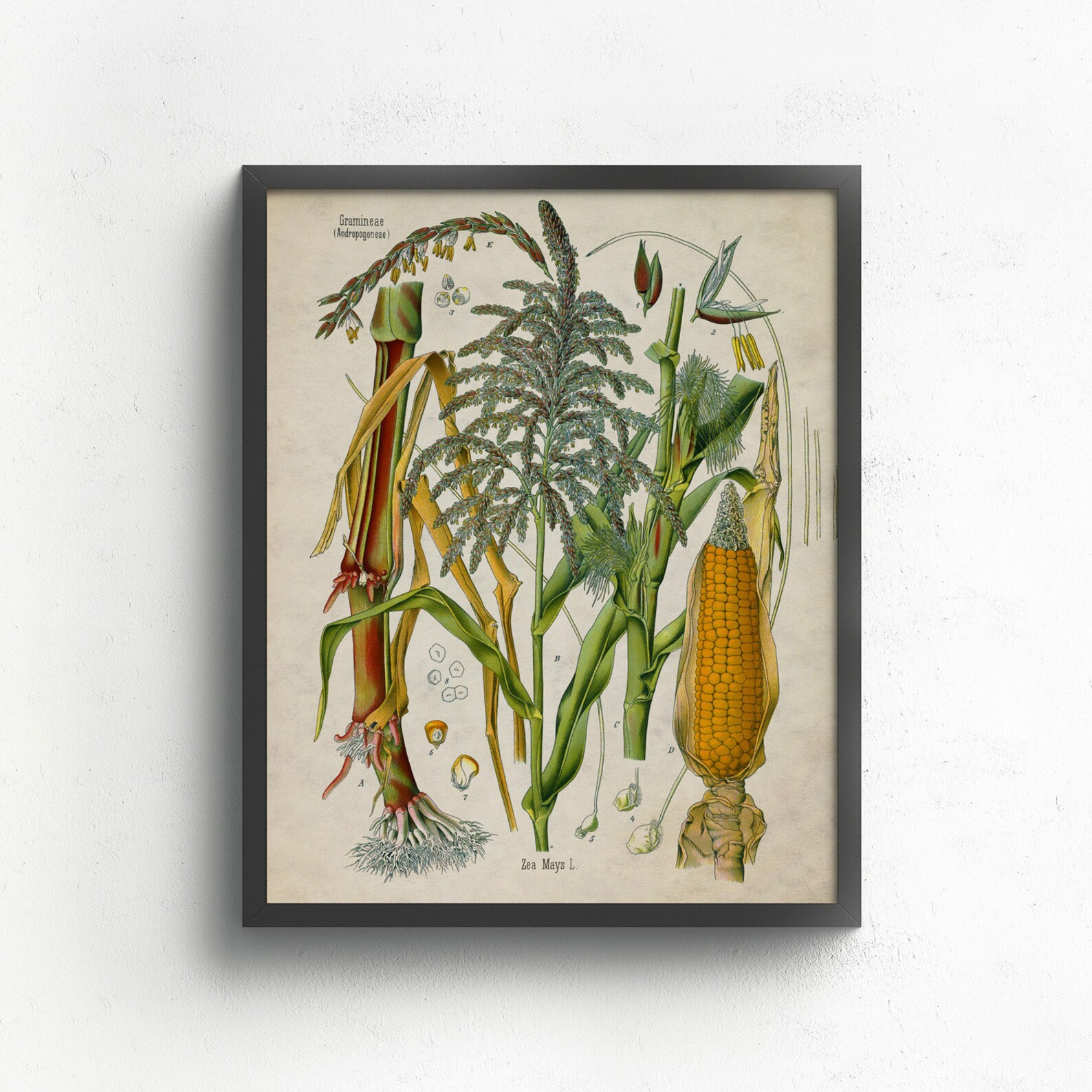PRINTABLE Zea Mays Corn Botanical Illustration in 8x10 and | Etsy