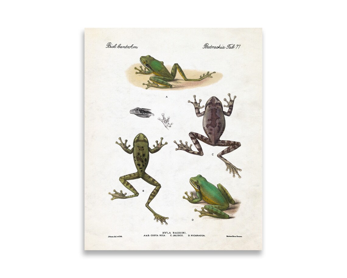 Vintage Frog Illustration Art Print Kids Animal Prints Frog | Etsy