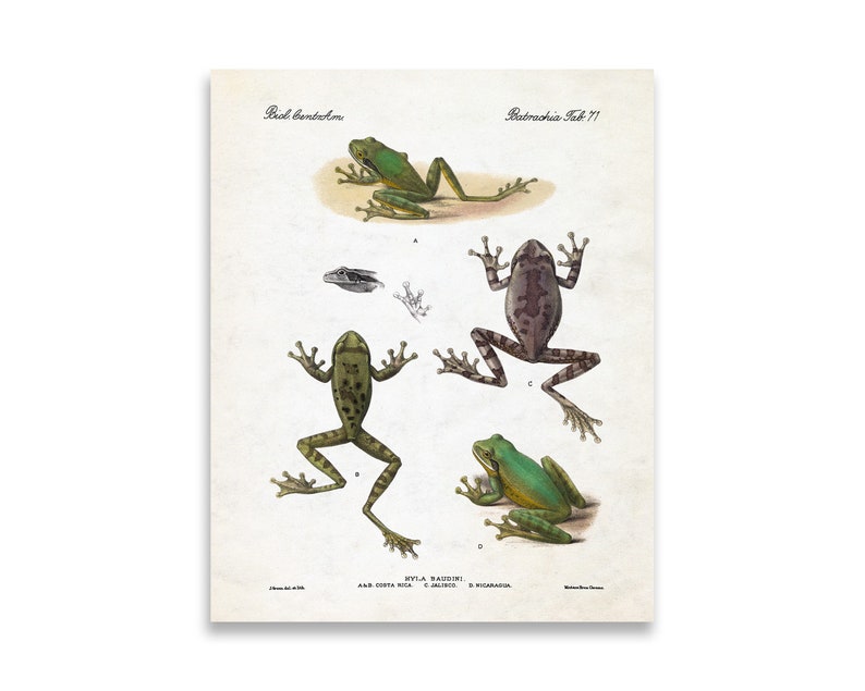 Vintage Frog Illustration Art Print Kids Animal Prints Frog | Etsy