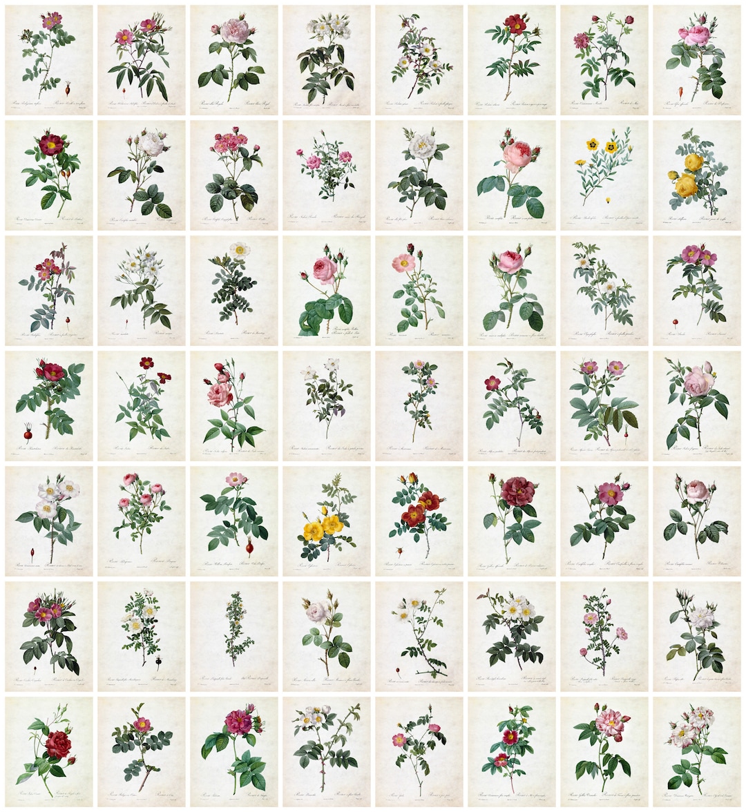 56 Rose Illustrations Digital Download - Etsy