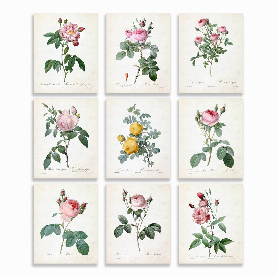 56 Rose Illustrations Digital Download - Etsy