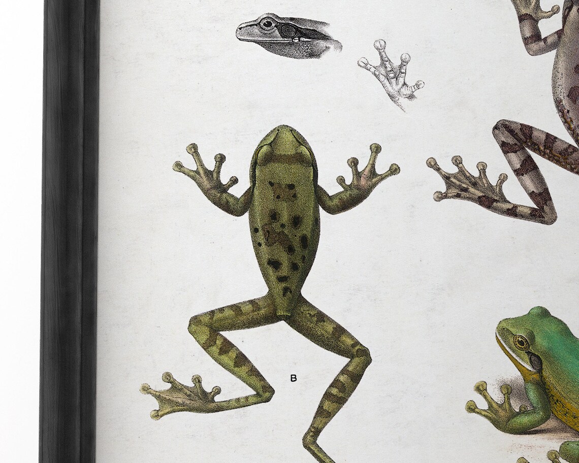 Vintage Frog Illustration Art Print Kids Animal Prints Frog | Etsy
