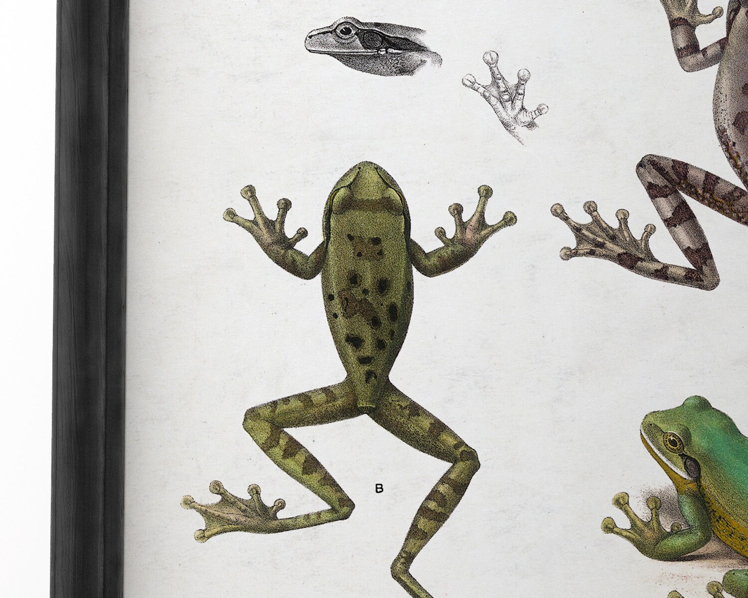 Vintage Frog Illustration Art Print Kids Animal Prints Frog | Etsy